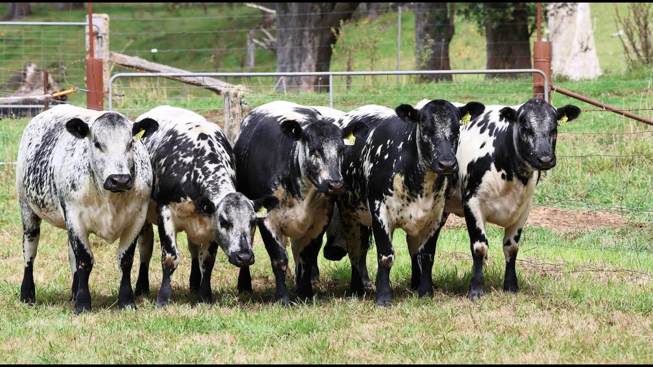 LOT 78 6 PTIC F1 SPECKLE PARK HEIFERS - YouTube