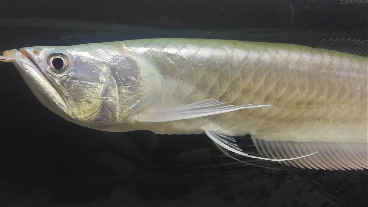 SILVER AROWANA VS LIZARD (DEAD and LIVE) || AROWANA FEEDING LIZARD ...