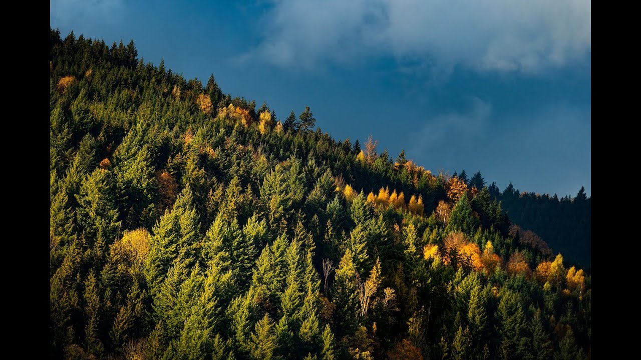 🔴Live! Relaxing music instrumental with nature images 👀👌 - YouTube Music