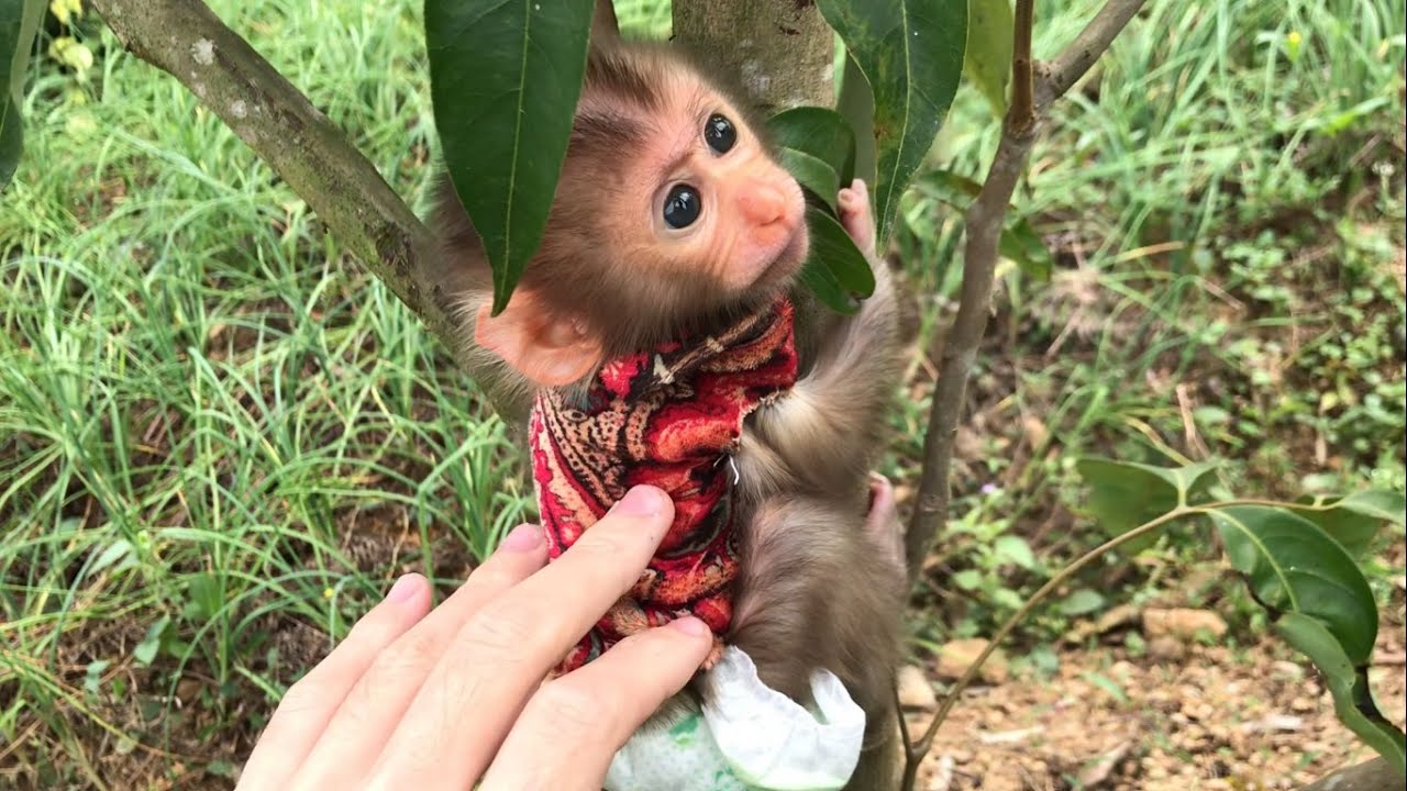 Baby Monkey Sulking | Baby monkey climbing trees and playing | MAOCAU ...