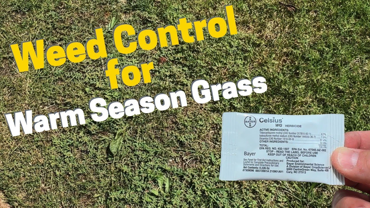 Weed Control for Warm Season Grass - YouTube