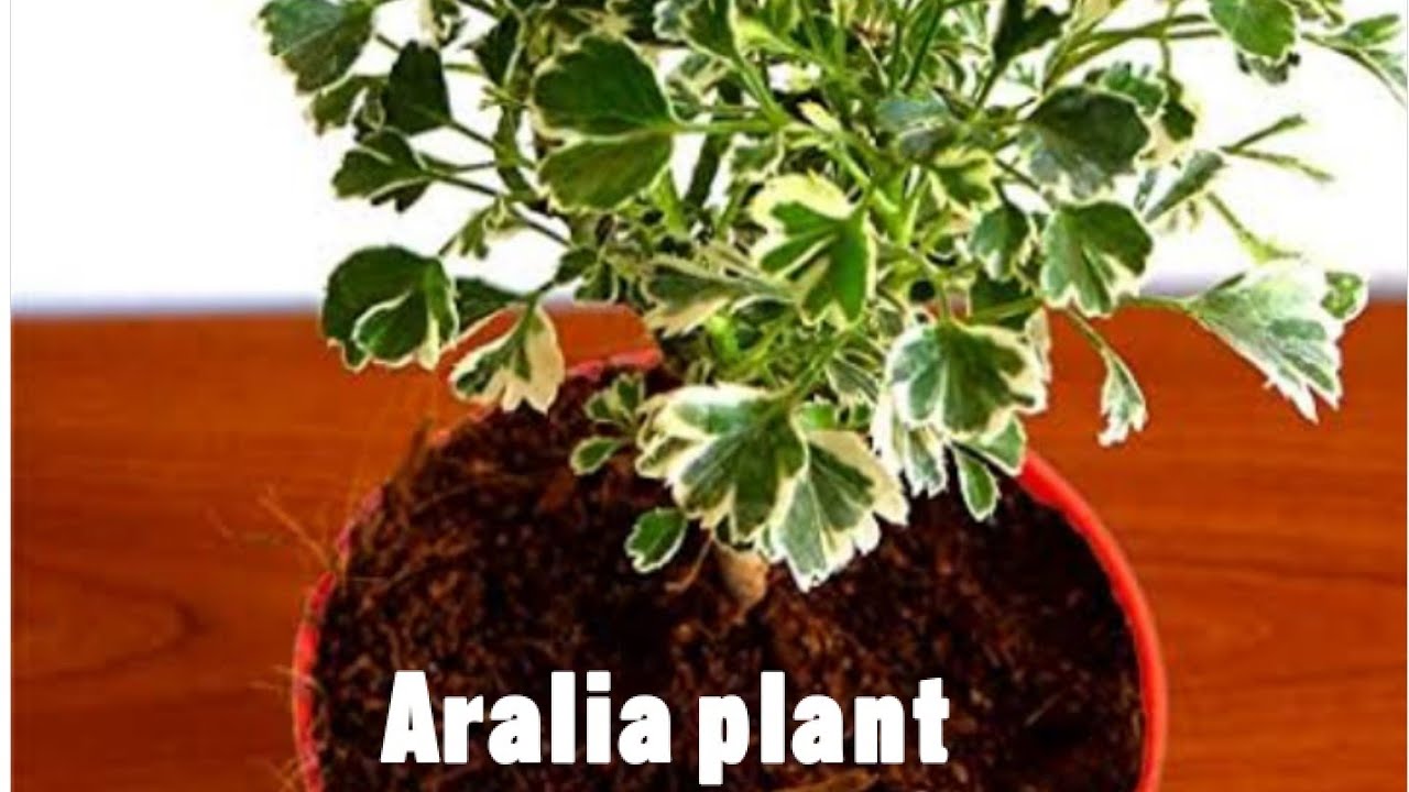 Four types of Aralia - YouTube