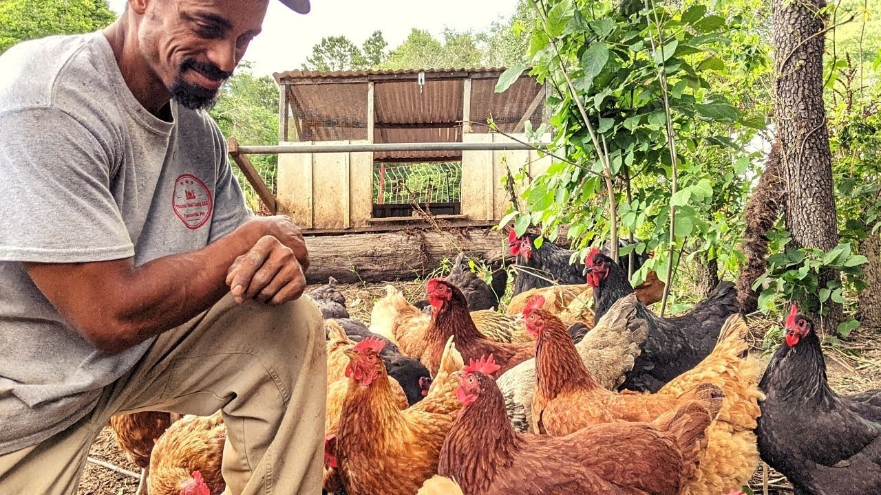 THIS is WHAT I do with these CHICKENS - YouTube