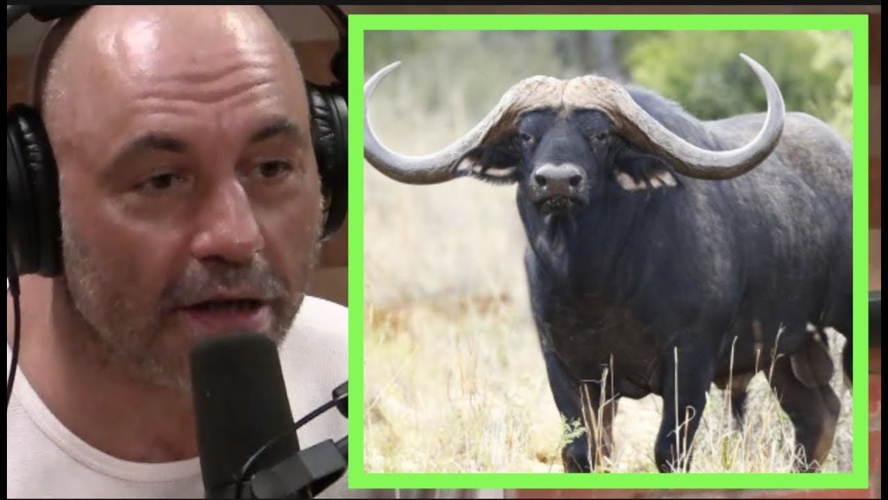Joe Rogan - African Buffalo are FEROCIOUS - YouTube