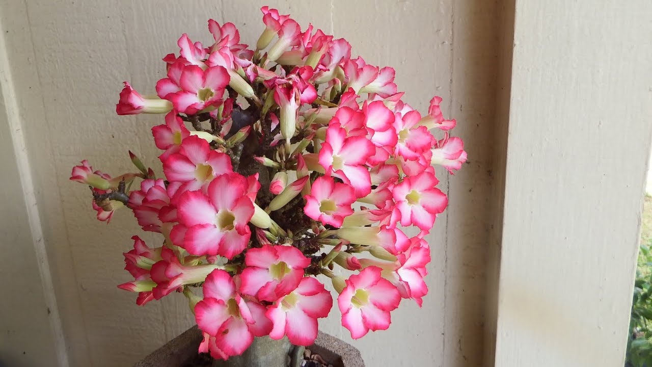 You know Adenium is in full bloom when ... - YouTube