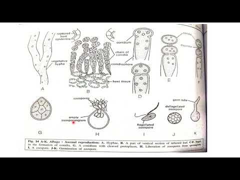 classification of fungi and structure of Albugo for Bsc part 1 paper 2 ...