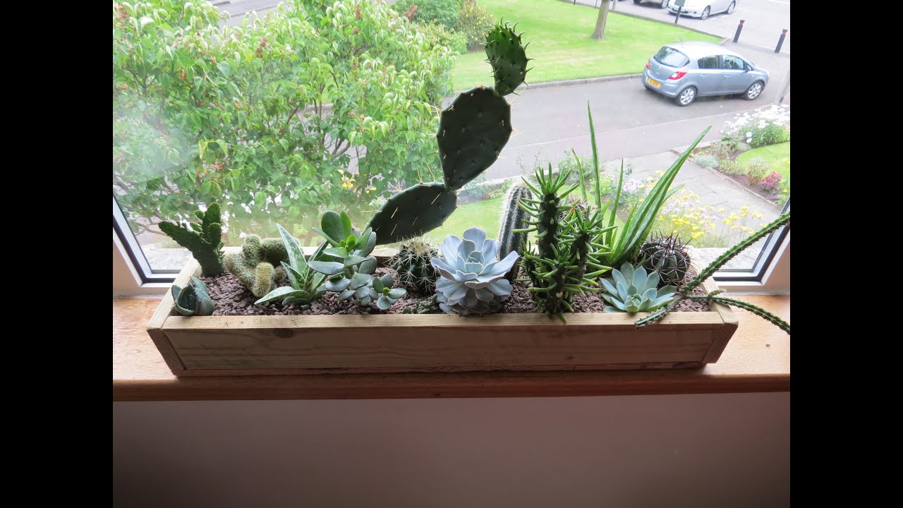 Cacti trough review - YouTube