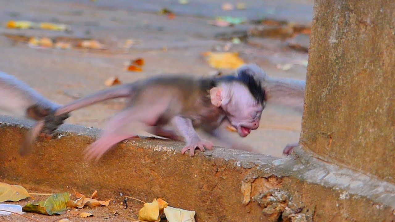 Baby Monkey crying very hurt when old grandma slap her. - YouTube