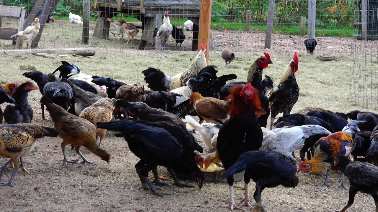 Hmong American's Chicken Farm/qaib hmoob nyob mes kas teb 2021 - YouTube