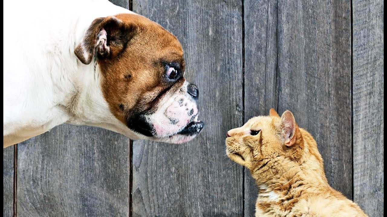 Hilarious Animal Antics: A Compilation of Laugh-Out-Loud Pet Fails! #2 ...