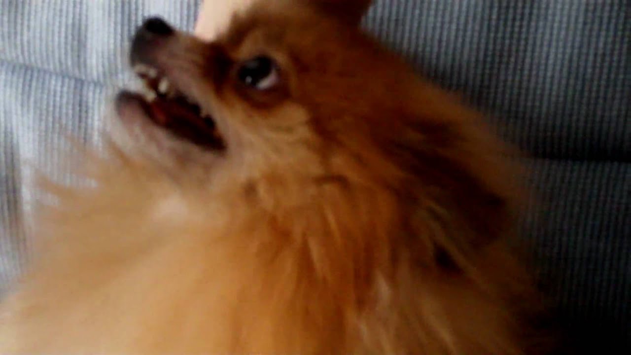 Dog Posessed By Satan♥ - YouTube