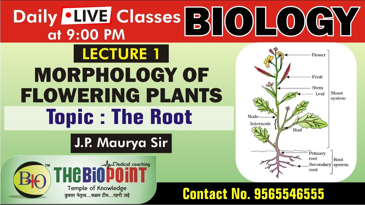 The Bio Point Medical Coaching | Lecture Morphology of flowering plants ...
