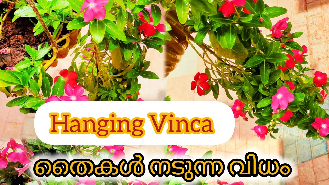 Hanging Vinca തൈകൾ ശരിയായി നടുന്ന വിധം /Hanging Vinca Plant Potting ...