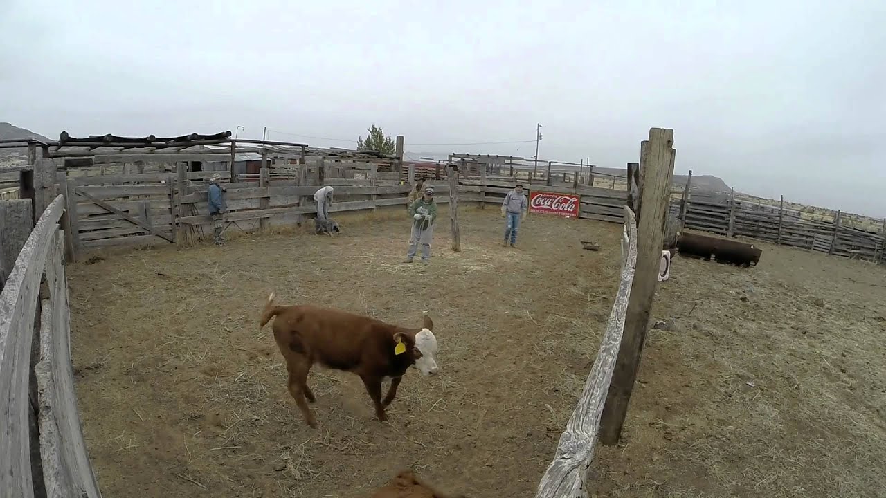 Roping And Branding Calves - YouTube