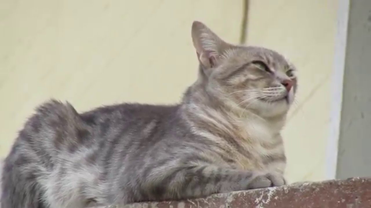 Наблюдение за котом 41/Watching the cat 41 - YouTube