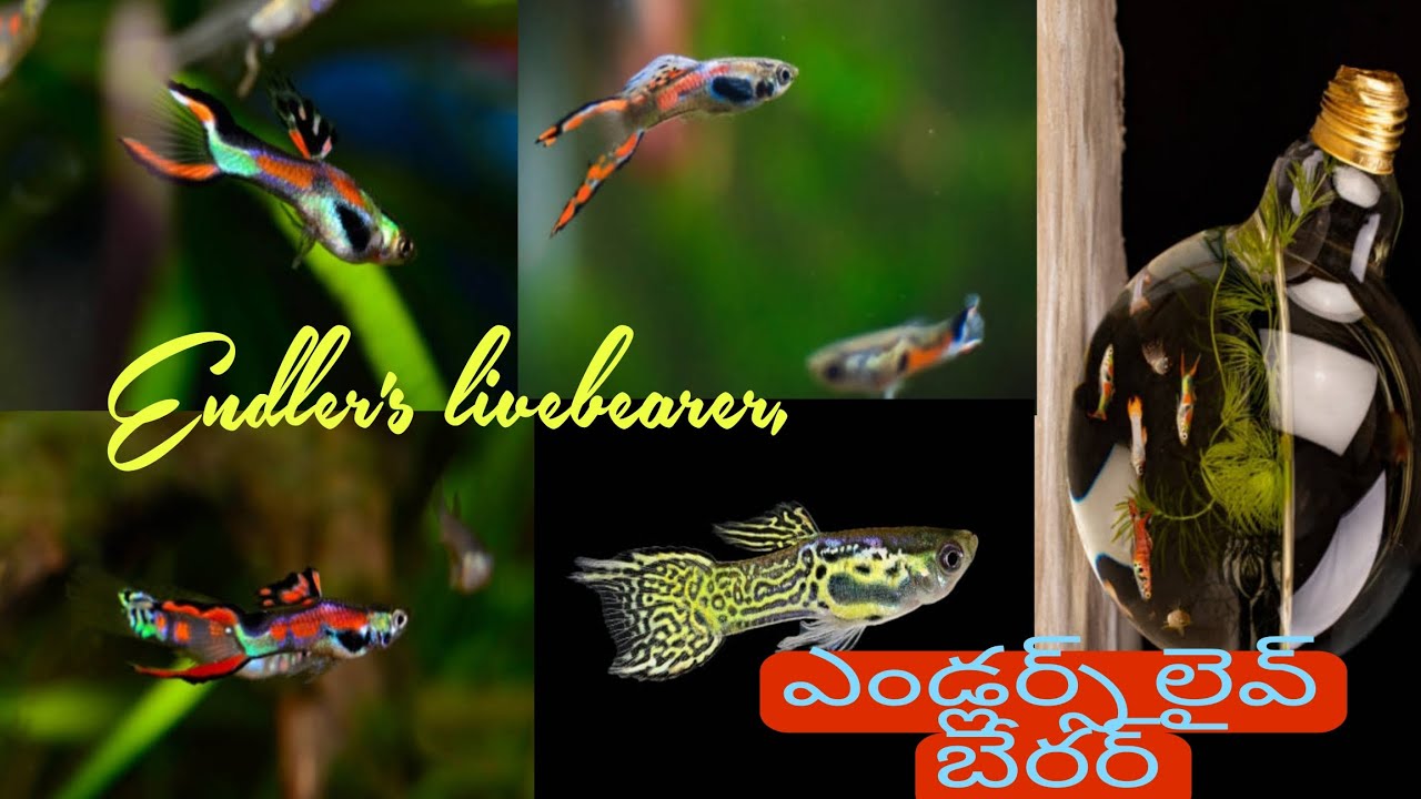 #fish :Endlers live bearers🐟🐠🐠🐠🐠🥰🥰🥰 - YouTube