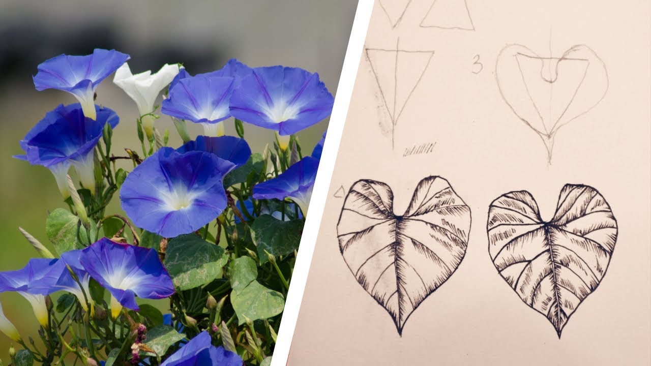 How to Draw a Heart-Shaped Leaf | Leaf Drawing Tutorial (Ep. 1) - YouTube