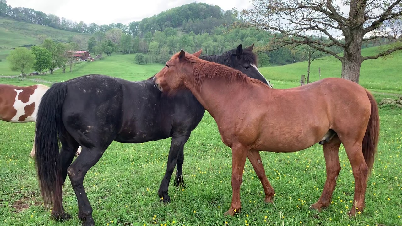 Horses scratching each other - YouTube