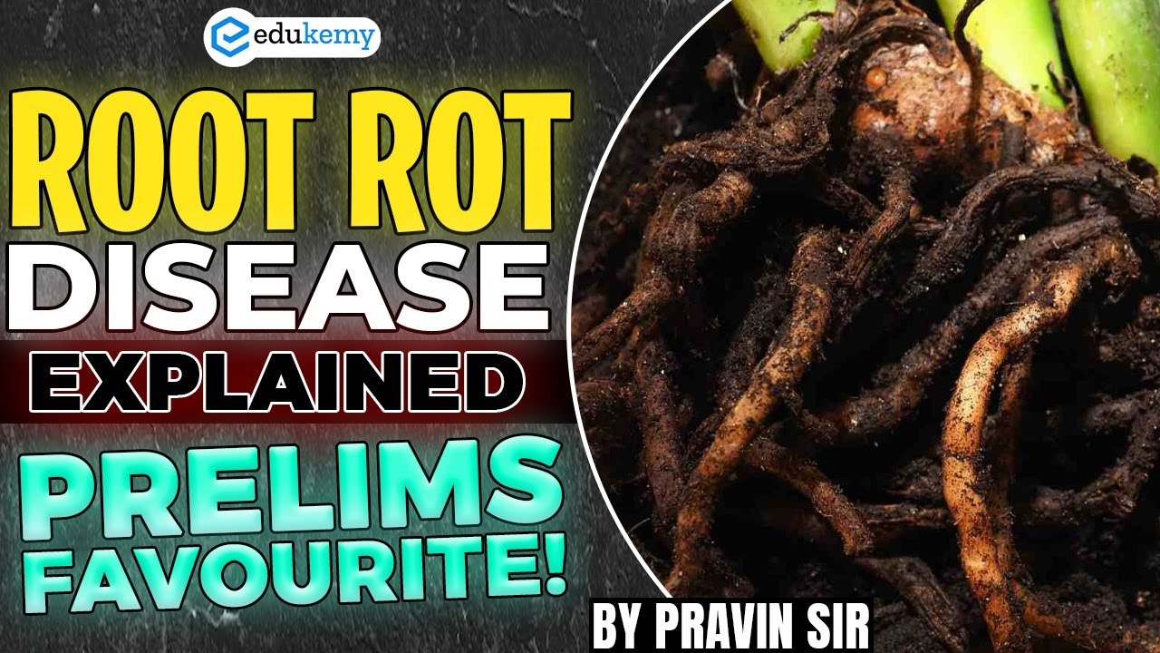 Root Rot Disease in Plants: Causes, Effects, and Prevention | UPSC ...