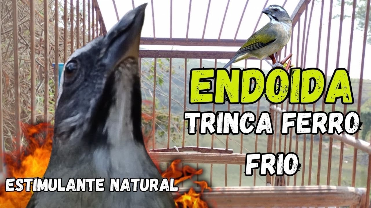 Esquentar Trinca ferro ao MÁXIMO! 🟢Esse Trinca Ferro Cantando vai ABRIR ...