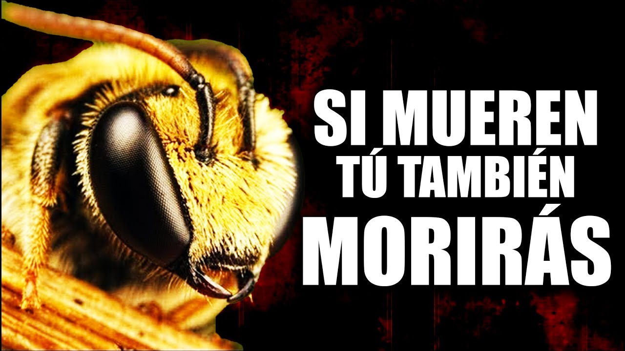 MALAS NOTICIAS! Esto está PASANDO con LAS ABEJAS - YouTube