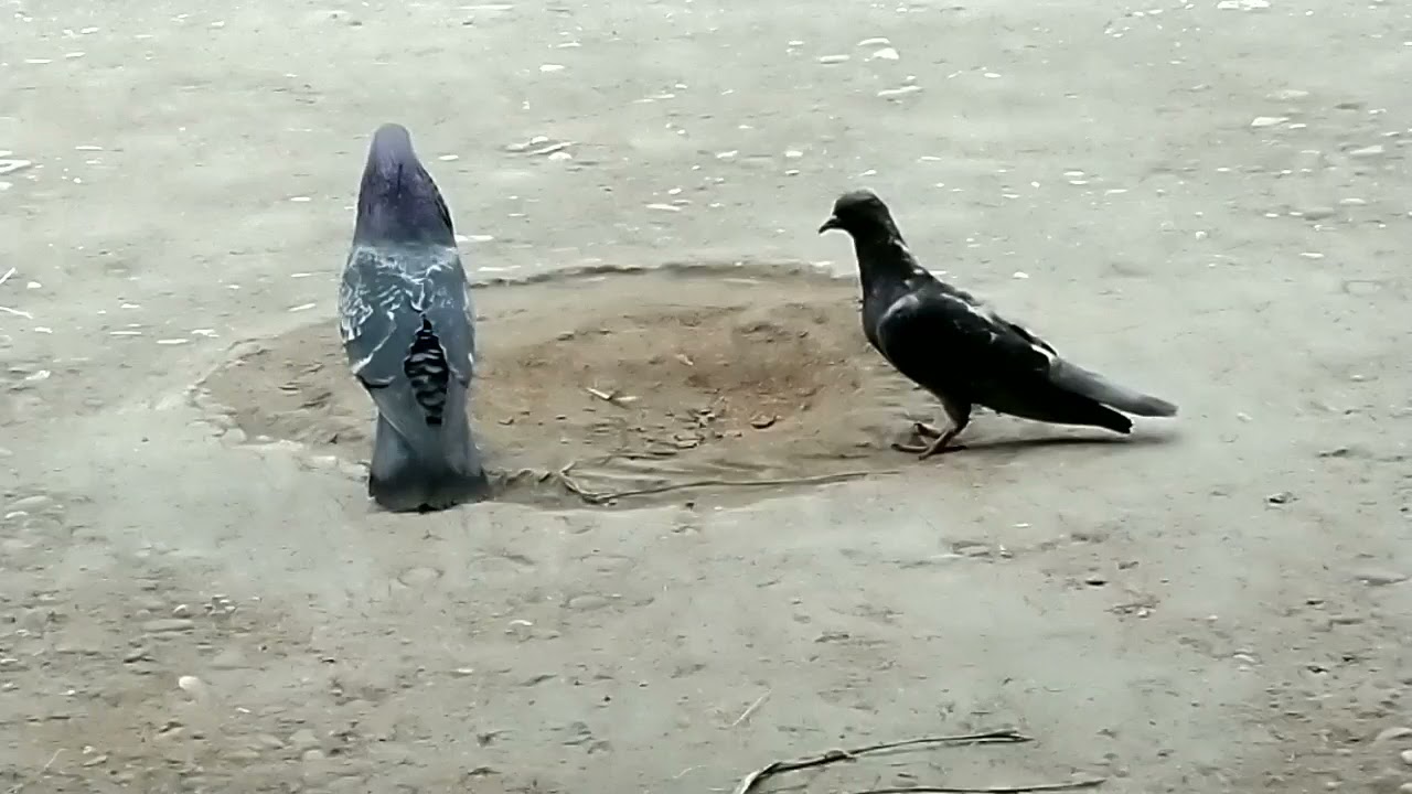 dancing pigeon - YouTube
