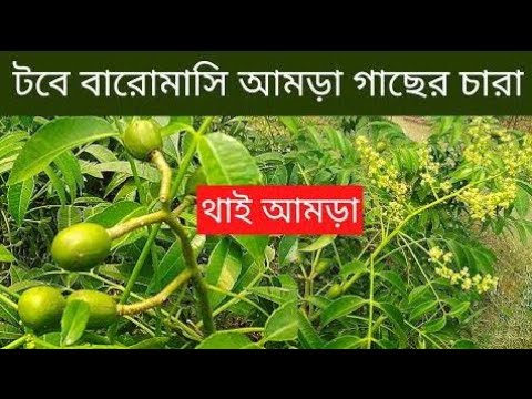 বারোমাসি আমড়া চারা বা baromashi amra tree - YouTube