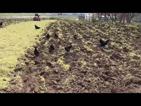 Tavukların solucan Sevinç’i