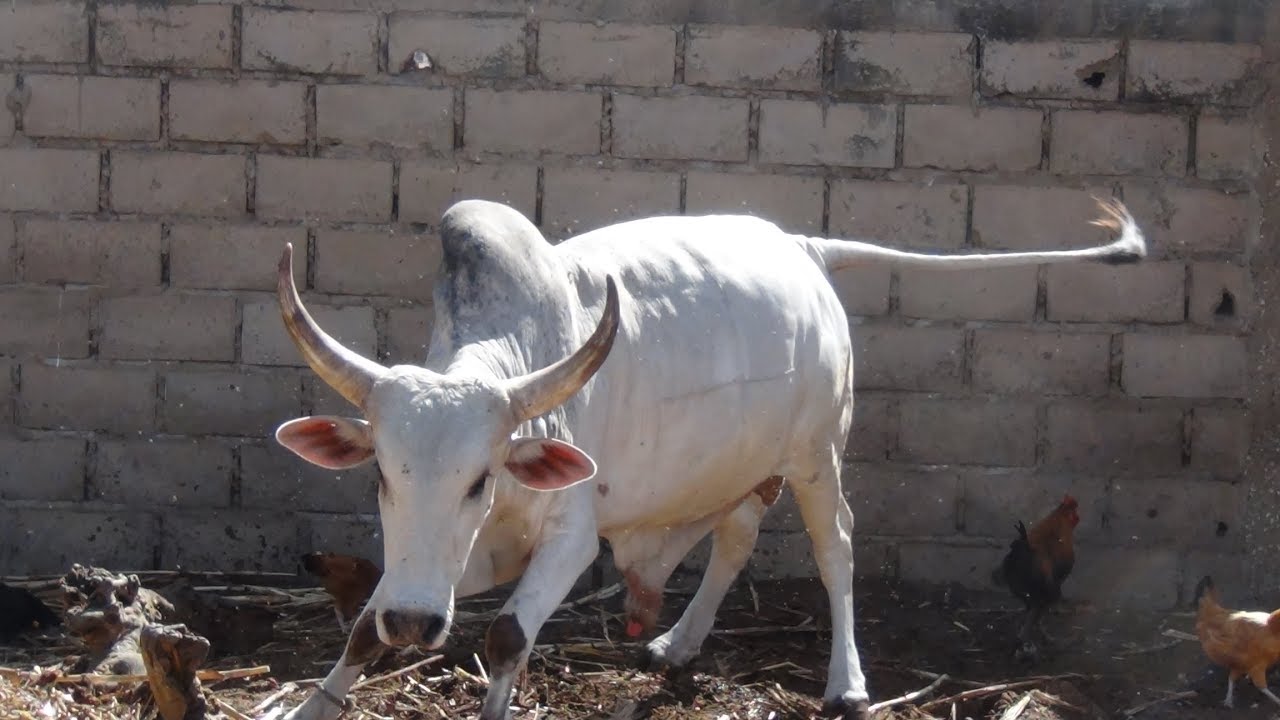 Innovations in animal-powered mechanization, Burkina Faso - YouTube