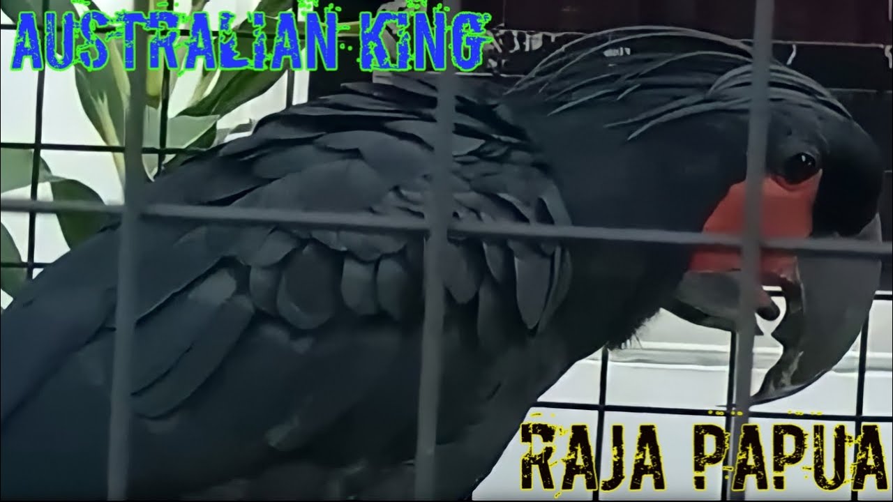 RAJA BURUNG | KAKAK TUA RAJA HITAM - YouTube