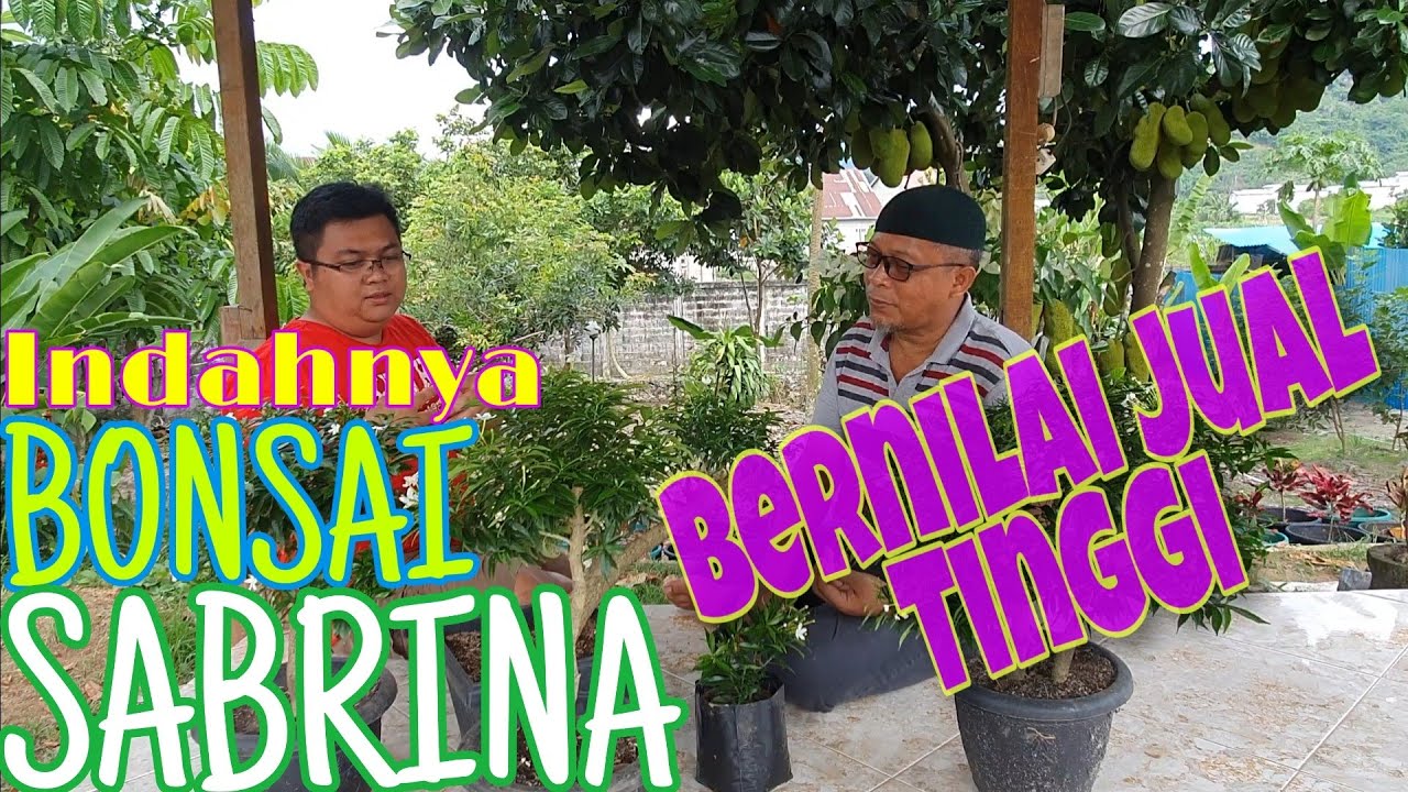 BONSAI BUNGA SABRINA ATAU ROMBUSA PUTIH - YouTube
