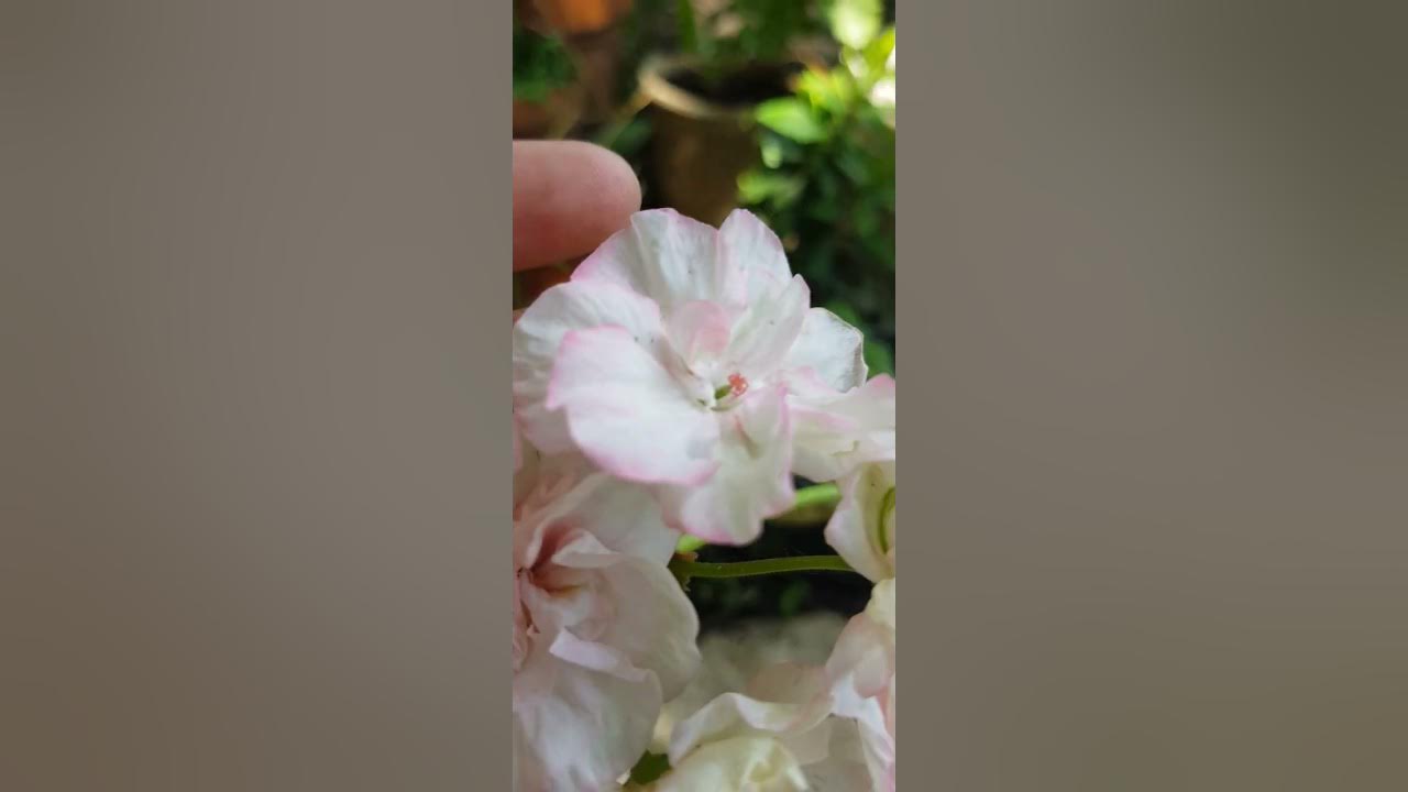 Пеларгония Софи Эмма "Sophie Emma" | Pelargonium #pelargonium # ...