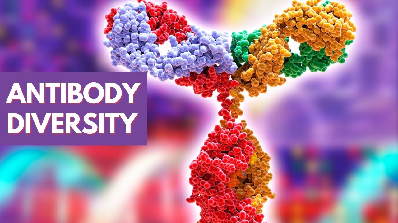 Immunology Lecture 14 - Antibody Diversity - YouTube