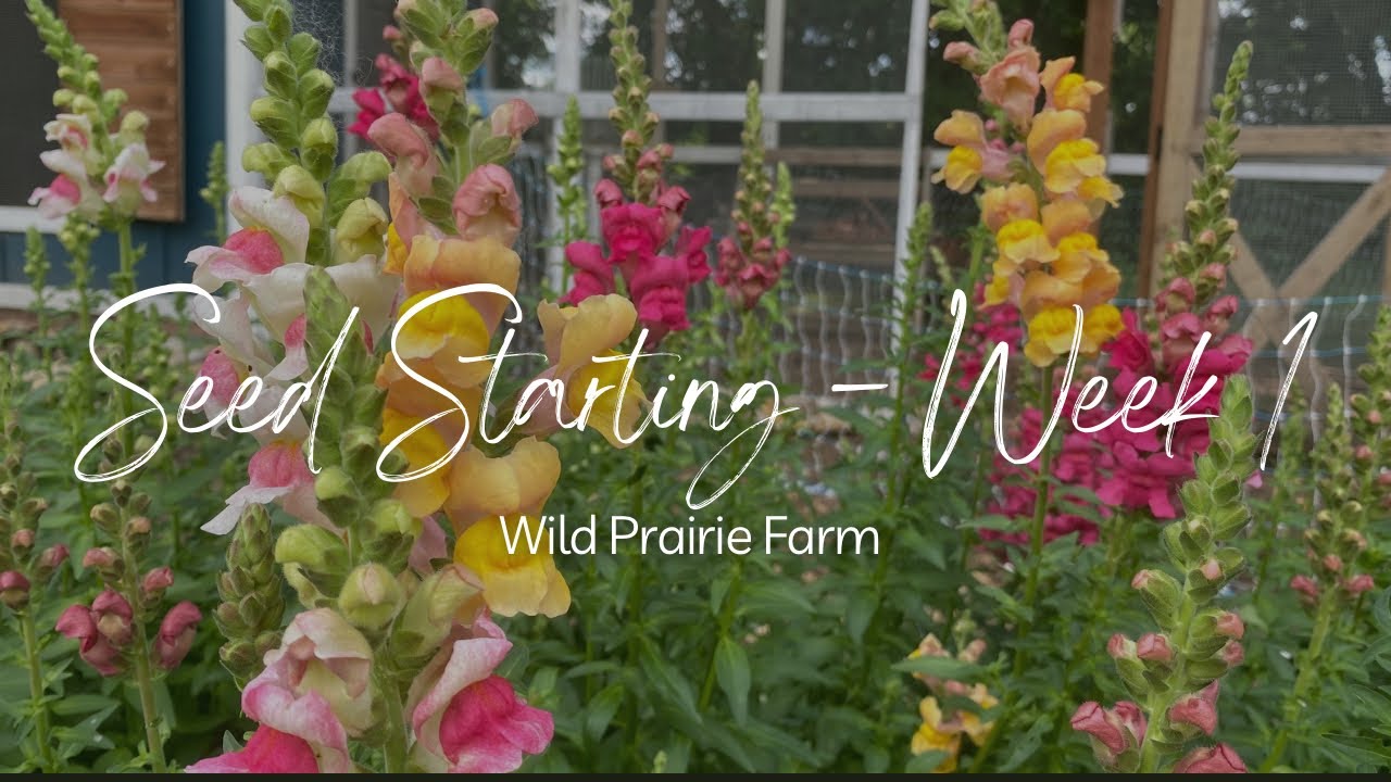 Seed Starting Cool Flowers // Year 3 Micro Flower Farm // Wild Prairie ...