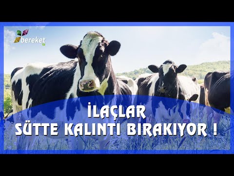 Hayvanlarda Kullanılan Paraziter İlaçlar Sütte Kalıntı Bırakır Mı ? ÖNERİLER NELER ?