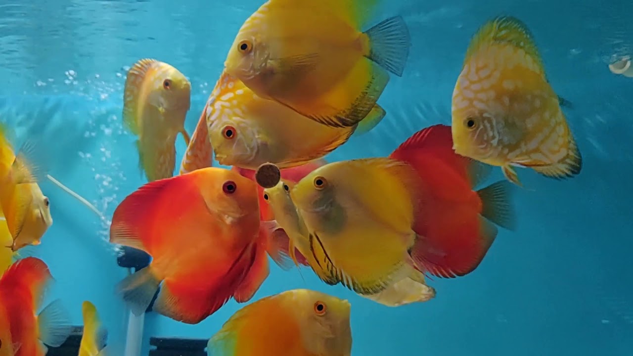 Assorted discus fish 4" - YouTube