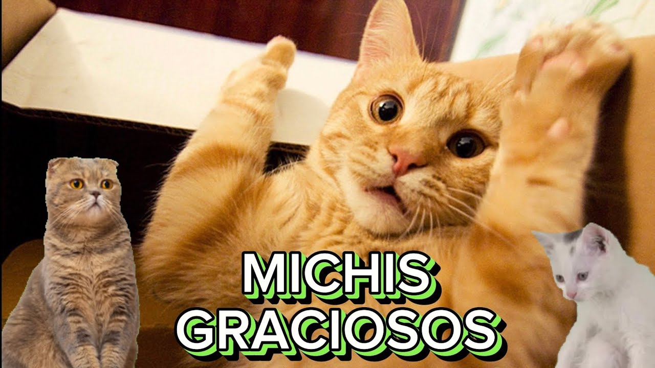 VIDEOS COMPLETOS DE MICHIS TIKTOK 🐈 GRACIOSOS - YouTube