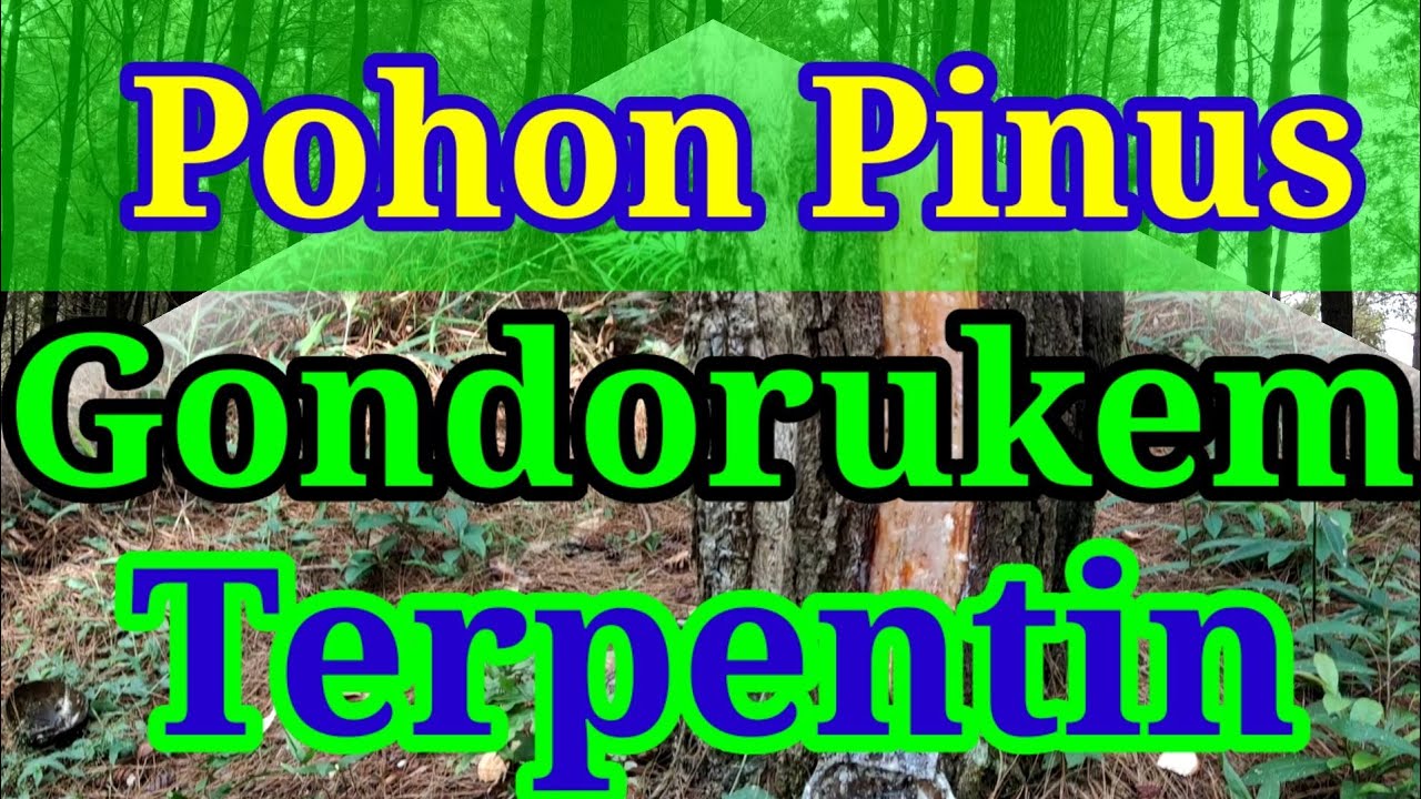 Pohon Pinus penghasil getah pinus, gondorukem dan terpentin - YouTube