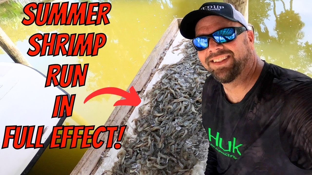 SUMMER SHRIMP RUN IS CRANKING UP!!! Throwing Castnets For Shrimp In Daytona Beach Florida - YouTube
