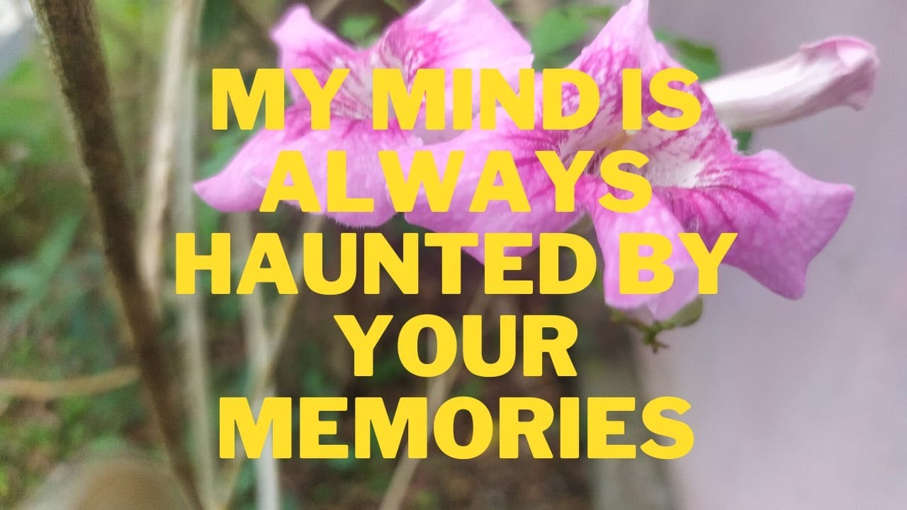 I Know That I Am Not In Your Mind Now but Still I Can t Erase You From i-know-that-i-am-not-in-your-mind-now-but-still-i-can-t-erase-you-from