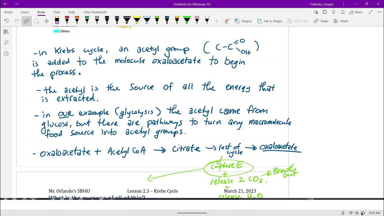SBI4U Lesson 2.4 - Krebs Cycle - YouTube