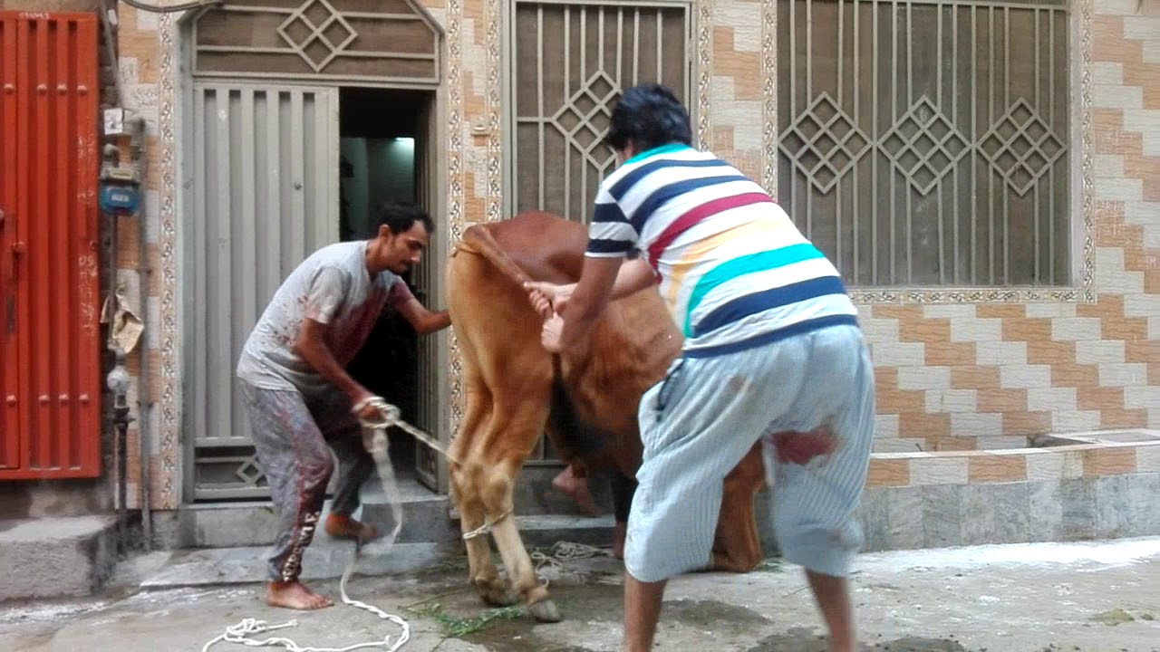 Lahore ravi road meh cow kurbani - YouTube