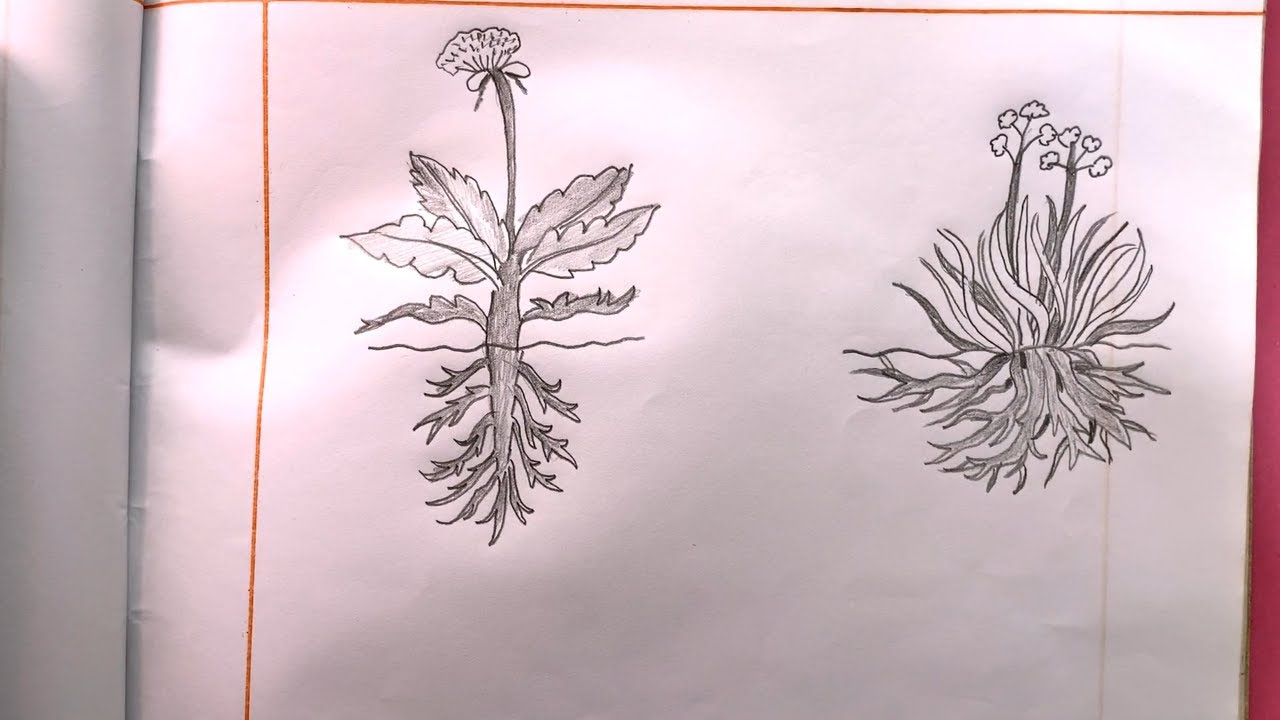 How To Draw Tap Root Fibrous Root System - YouTube