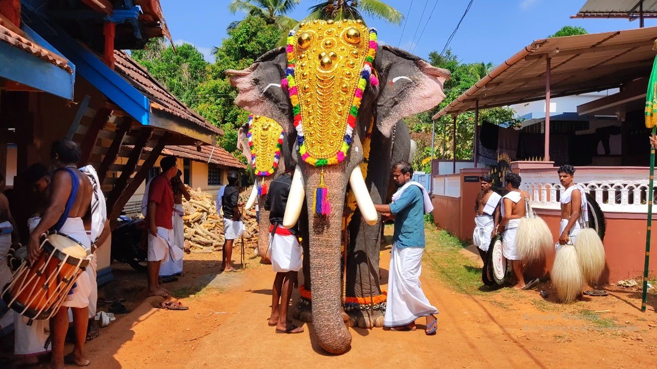 Nelluvai Mullakkal Pooram 2024 | Pambadi Rajan | Nelluvai Mullakkal ...