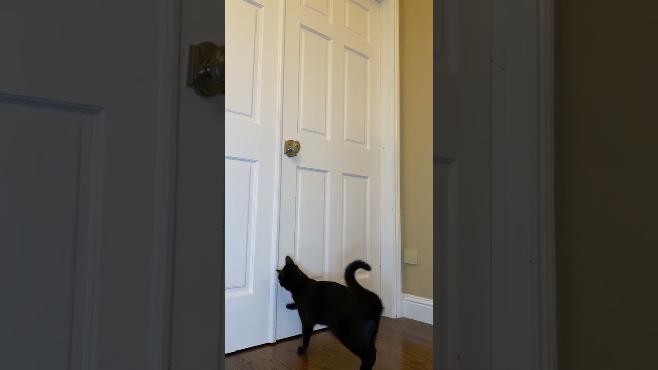 Sad Cat Diaries 2 #Shorts - YouTube
