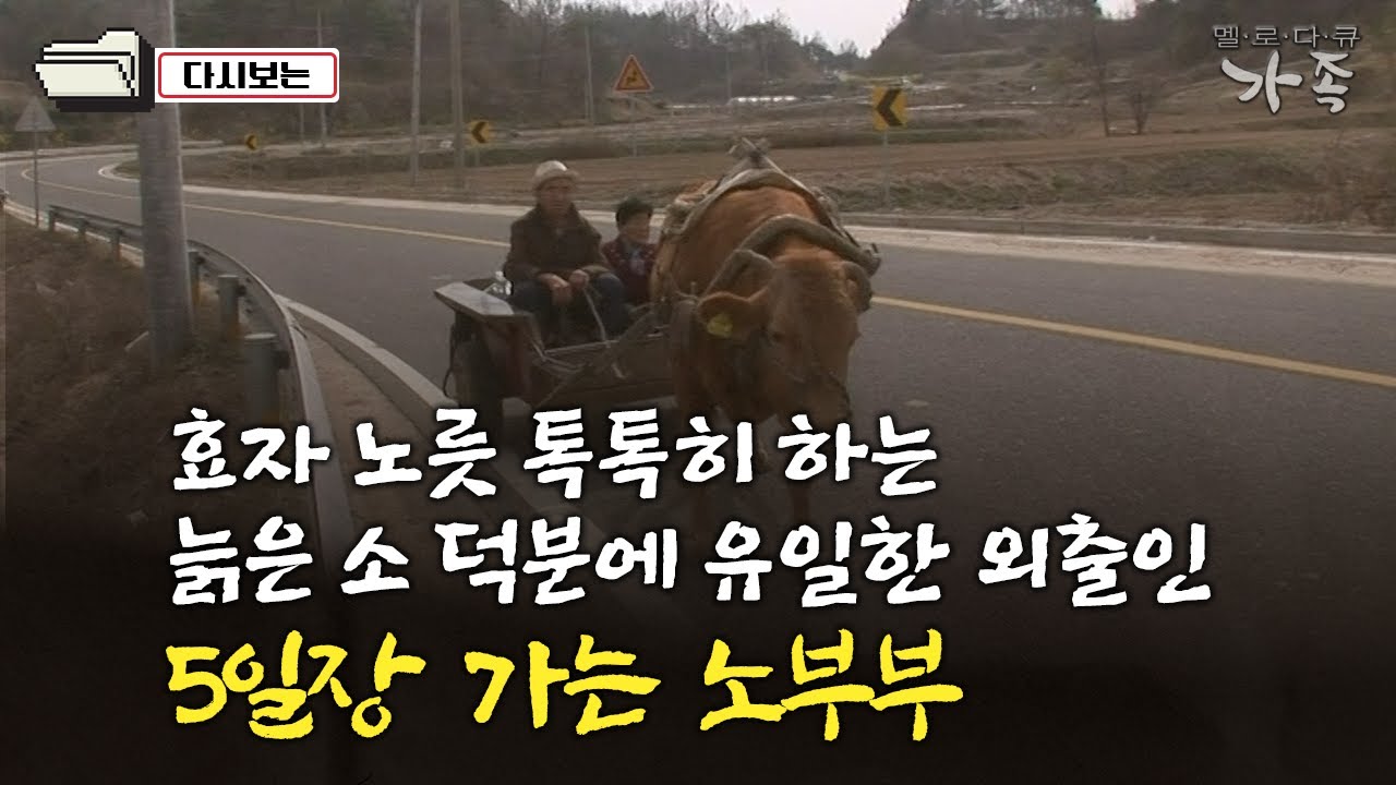 다큐 ‘가족 65회② 효자 노릇 톡톡히 하는 늙은 소 덕분에 유일한 외출인 5일장 가는 노부부 Youtube