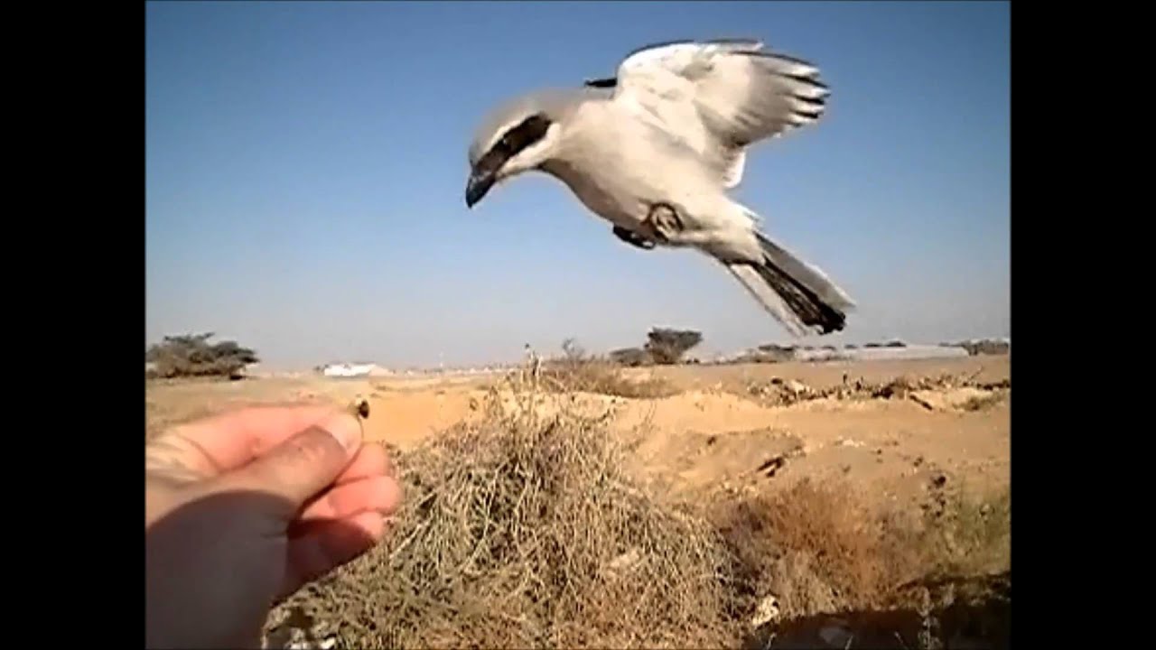 Northern Shrike Flying