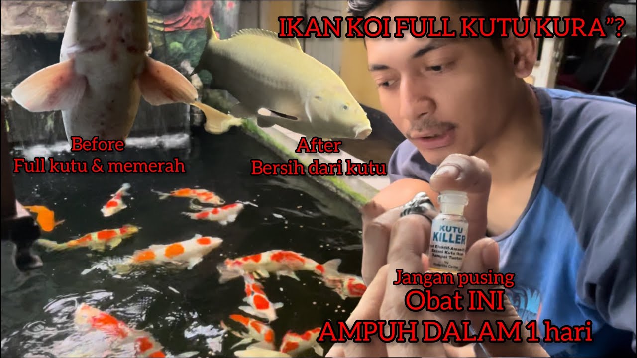 IKAN KOI FULL KUTU KURA" , jagan pusing . OBAT INI AMPUH DALAM 1 HARI ...