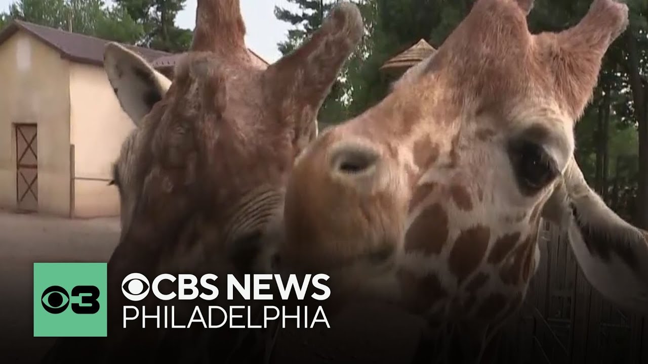 Chief Meteorologist Bill Kelly tries his hand at giraffe feeding at the ...