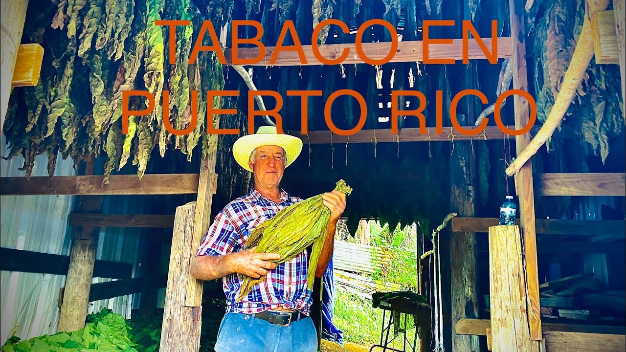 CULTIVOS DE TABACO EN PUERTO RICO - YouTube